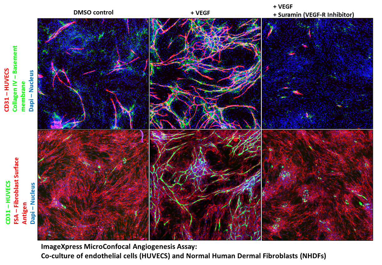High Content Imaging & Screening | Sygnature Discovery