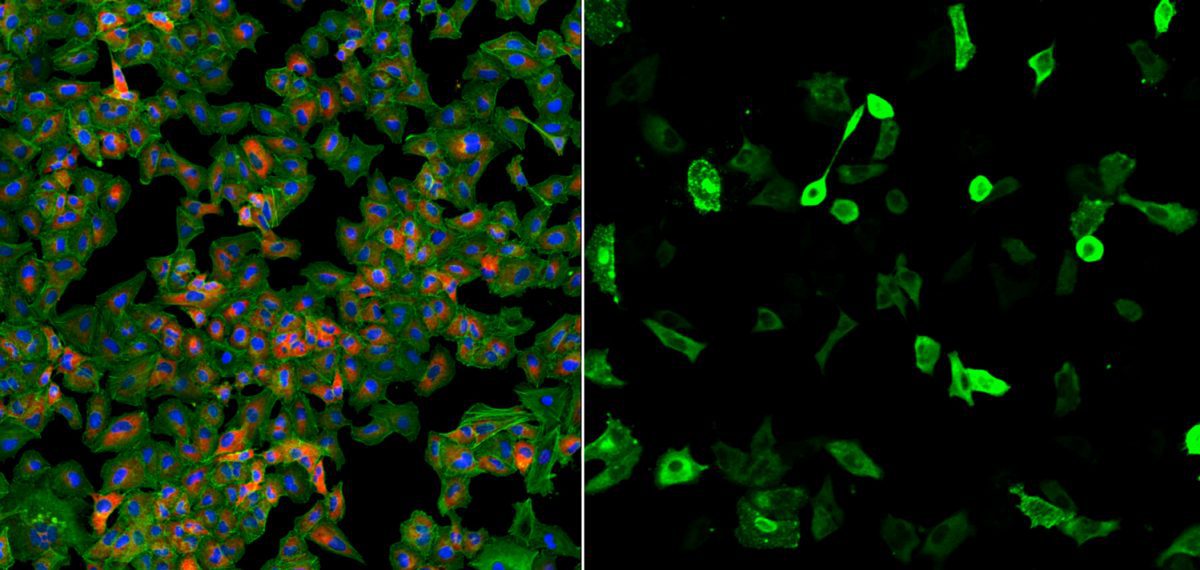 Sitryx: Empowering New Ideas - Sygnature Discovery
