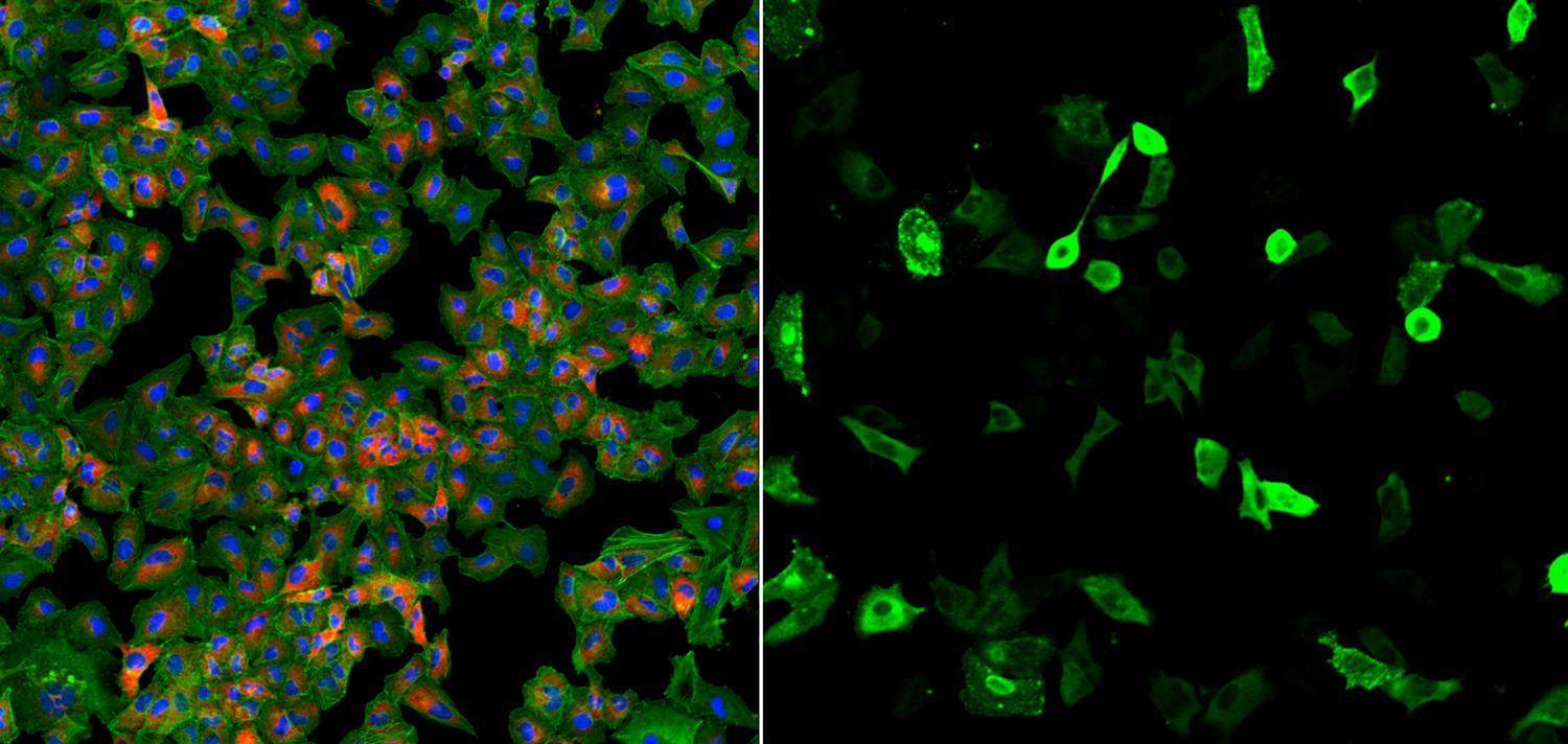 Sitryx: Empowering New Ideas - Sygnature Discovery