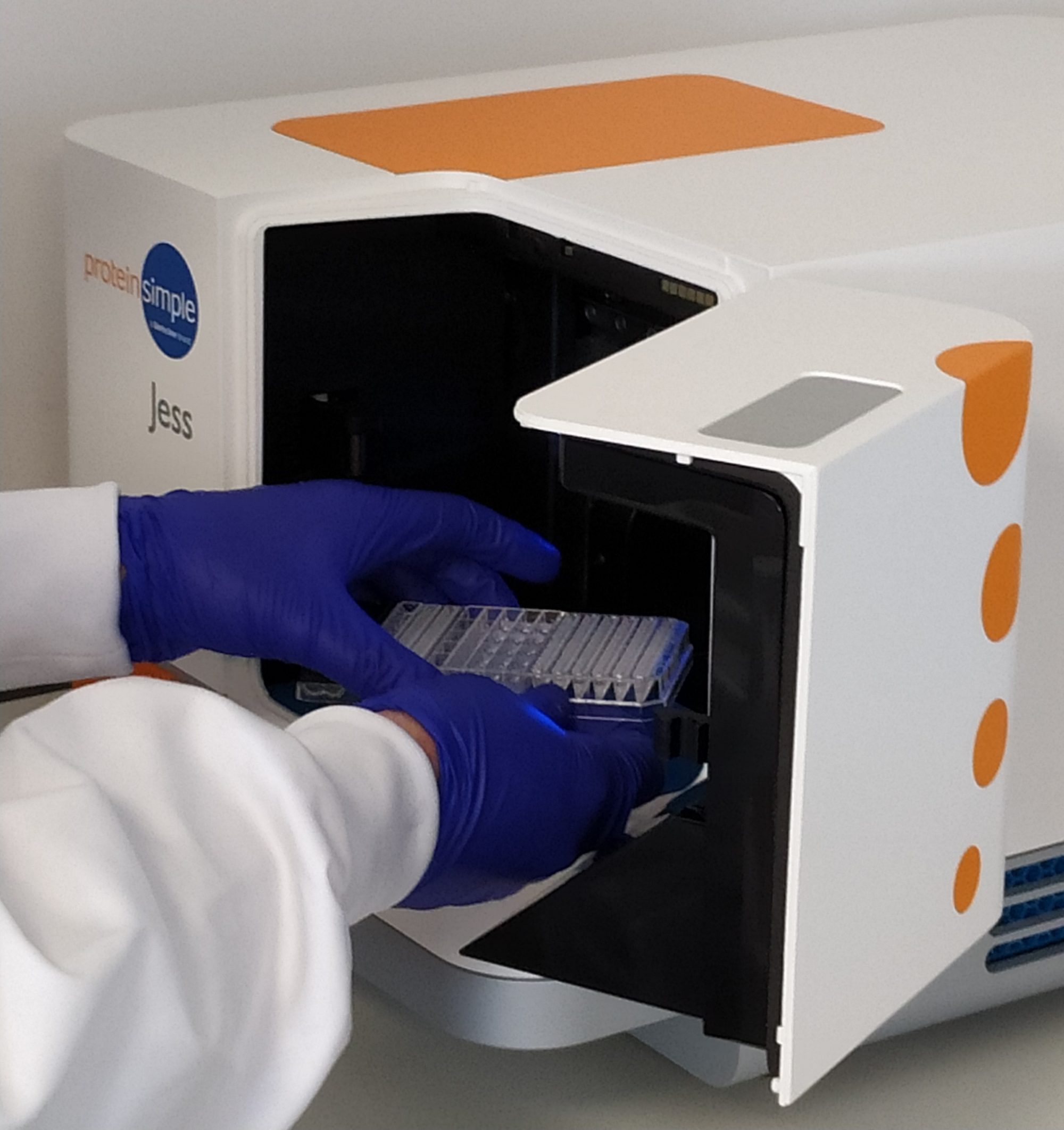 Protein Expression Services & Western Blot Protocol