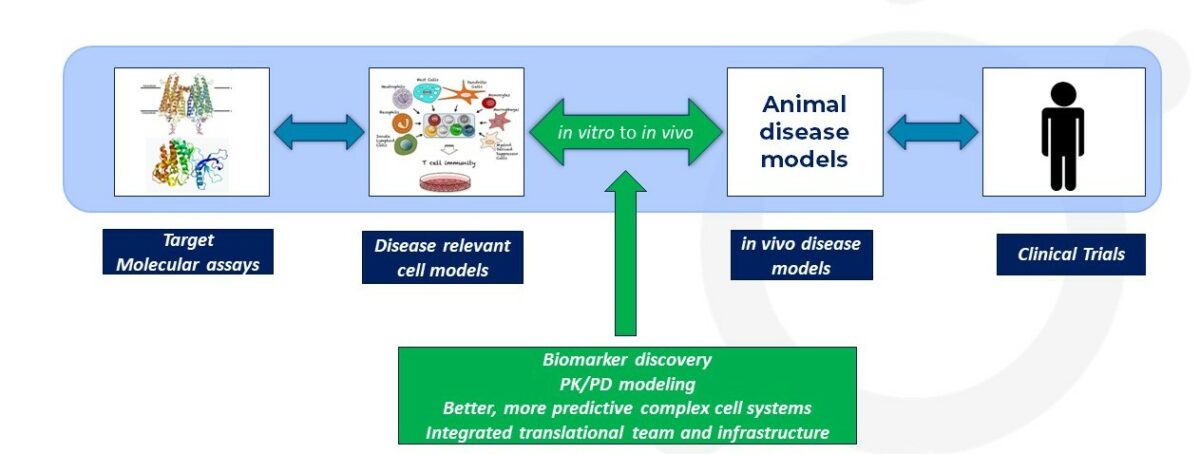 The Significance of In Vitro to In Vivo Translation in Drug Discovery