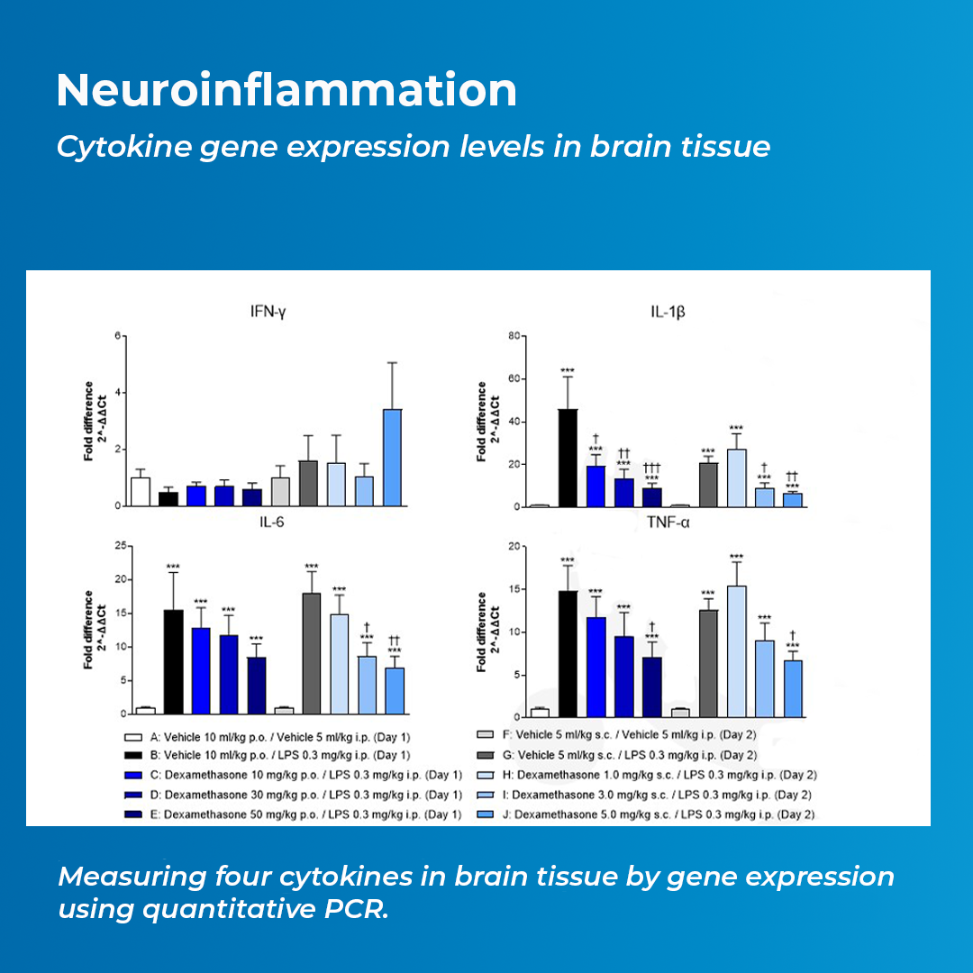 Unravelling Neuroinflammation: Brain's Immune Response