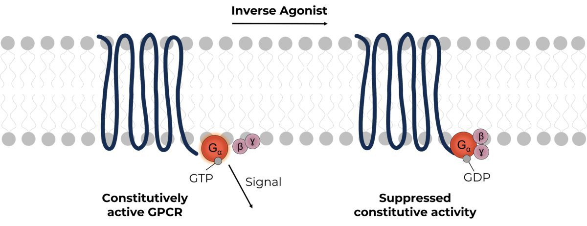 High throughput screening of inverse agonists - Sygnature Discovery