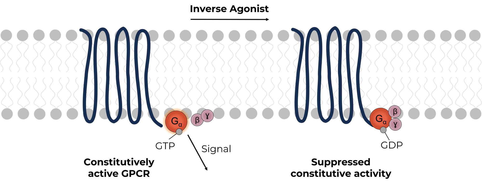 High throughput screening of inverse agonists - Sygnature Discovery