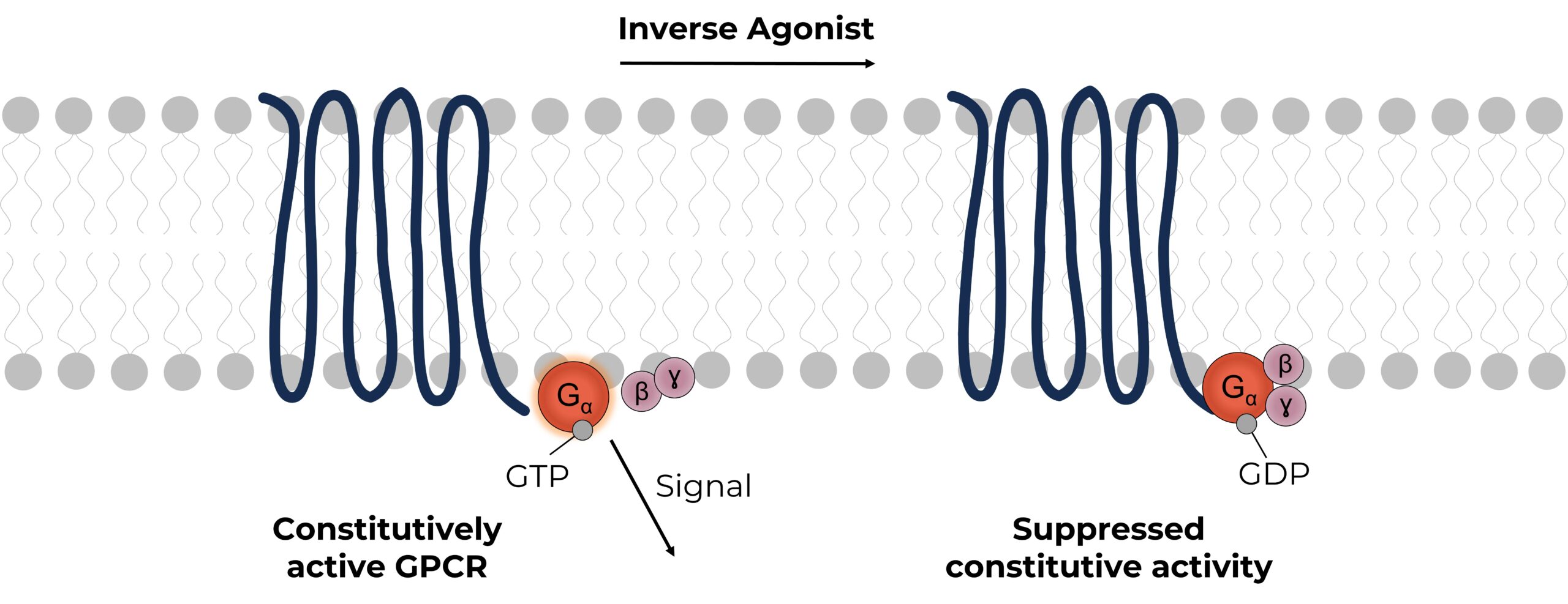 High throughput screening of inverse agonists - Sygnature Discovery