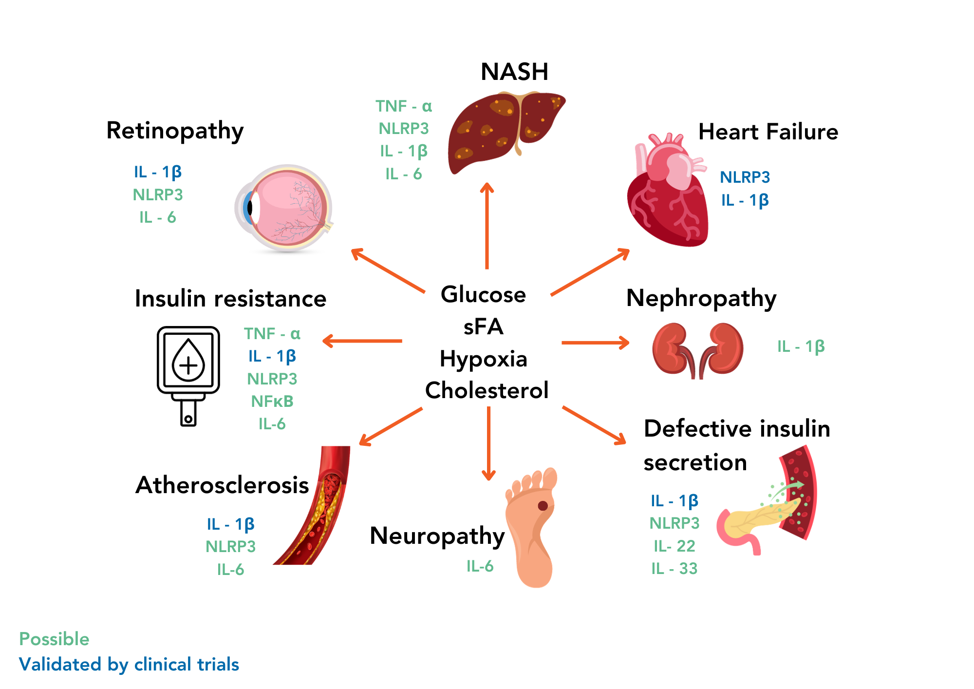The Inflammation Basis of Metabolic Disease