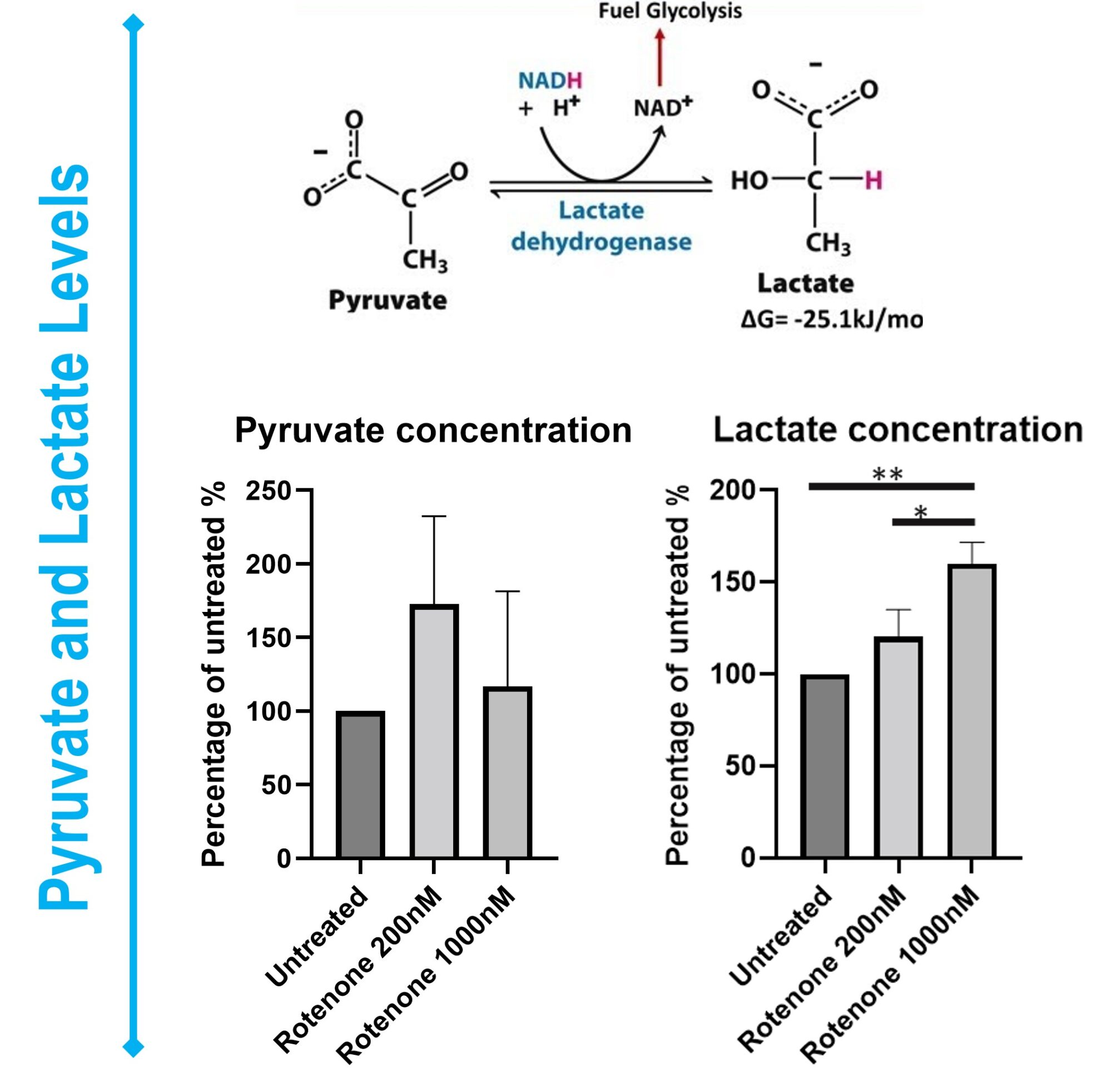 Mitochondrial Dysfunction in Neurodegeneration | Sygnature