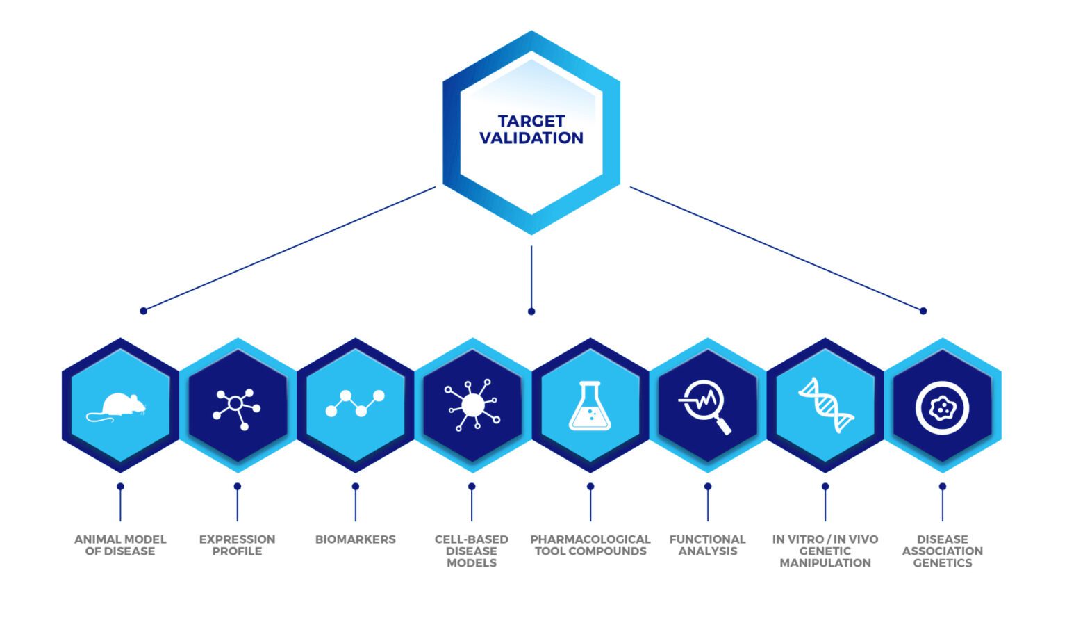 Target Validation - Sygnature Discovery