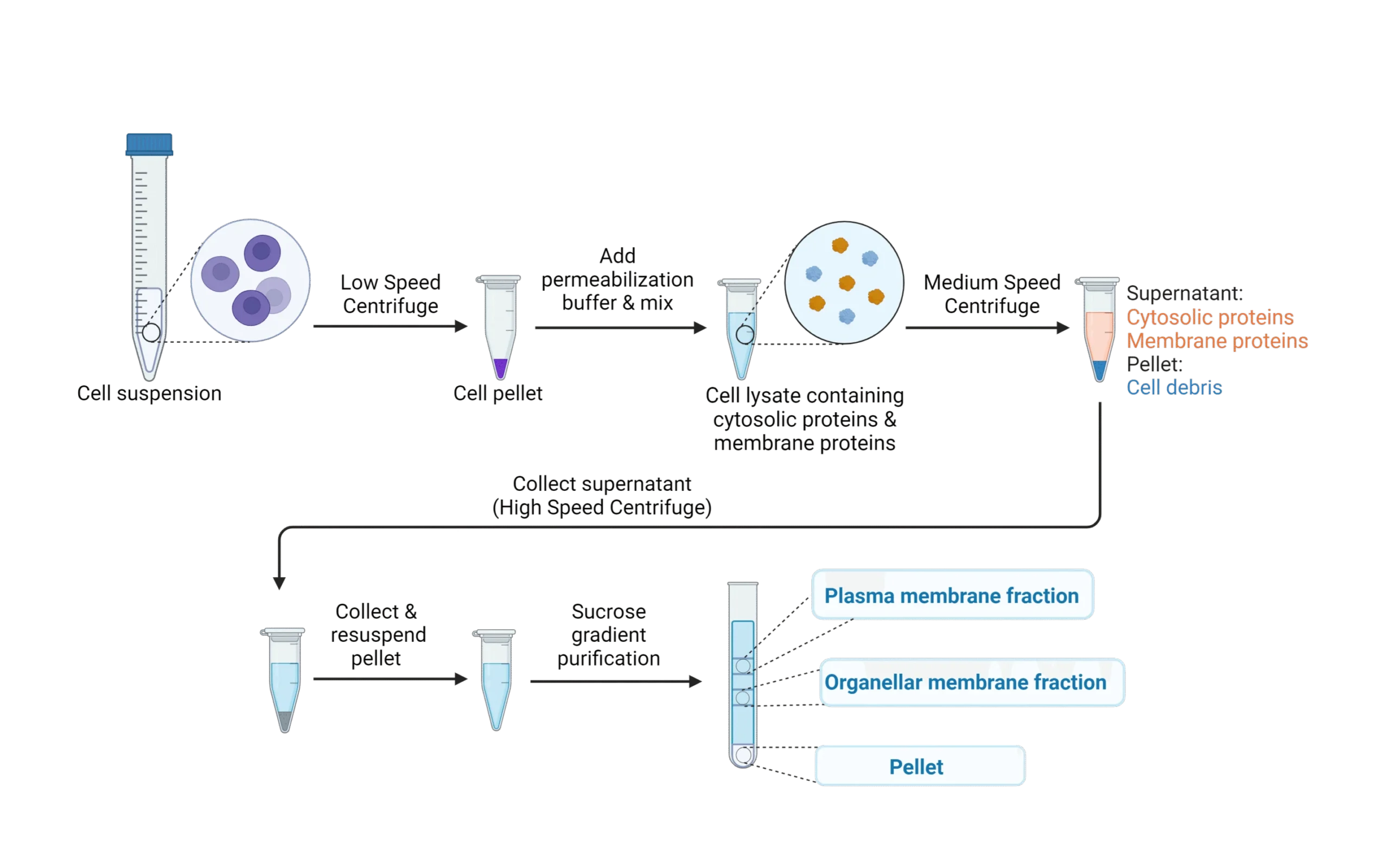High-Throughput Electrophysiology Assays for B0AT1 (SLC6A19) - Sygnature
