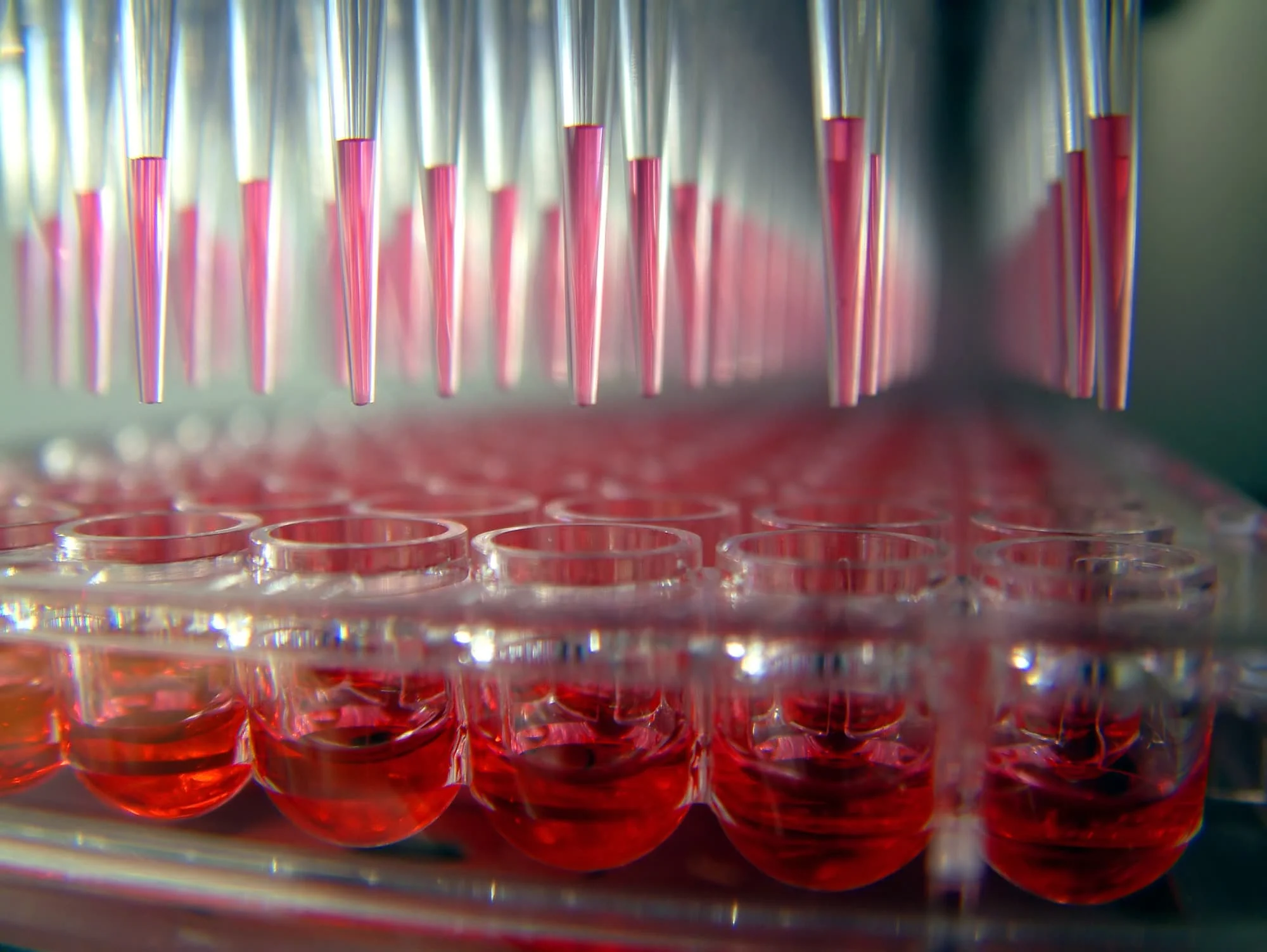 Analytical Method Development & Bioanalysis